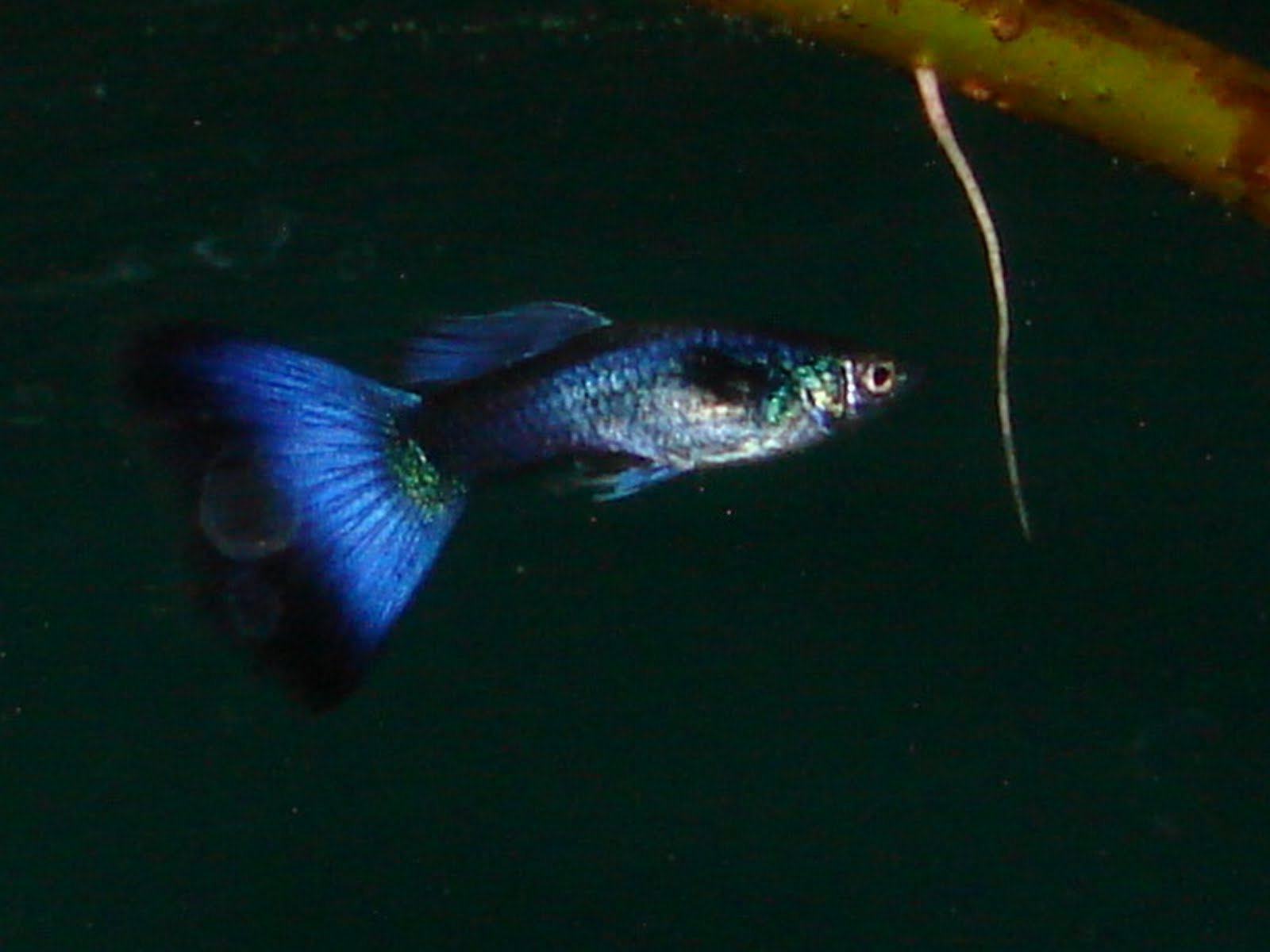 Guppy Poecilia reticulata: BLUE MOSCOW