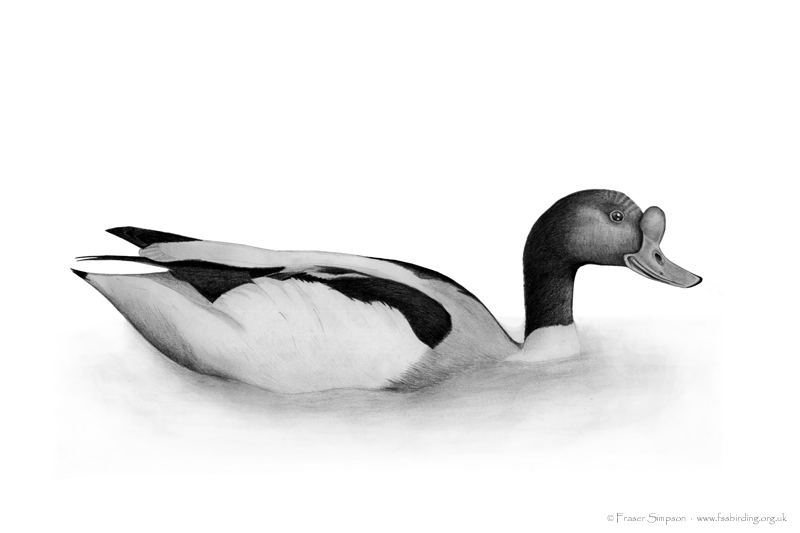 Fraser's Birding Blog: Shelduck drawing