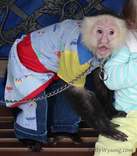 Funny Pictures Of Monkeys Wearing Clothes