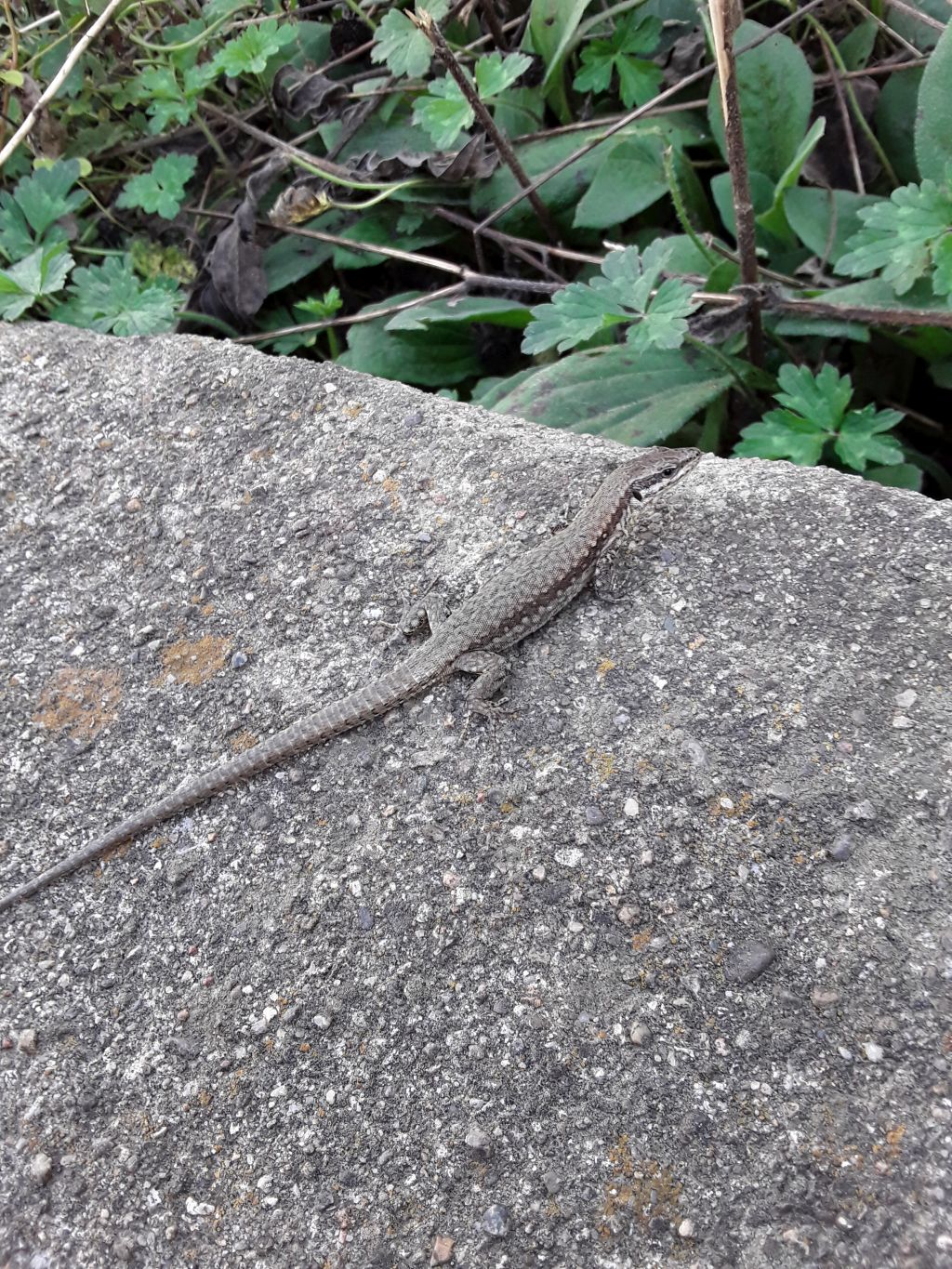 Pinehaven - Farmersville, Ohio: The Lazarus Lizards