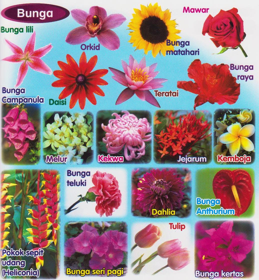 Dunia Sains & Teknologi Tahun 1: Unit 4 : Tumbuhan