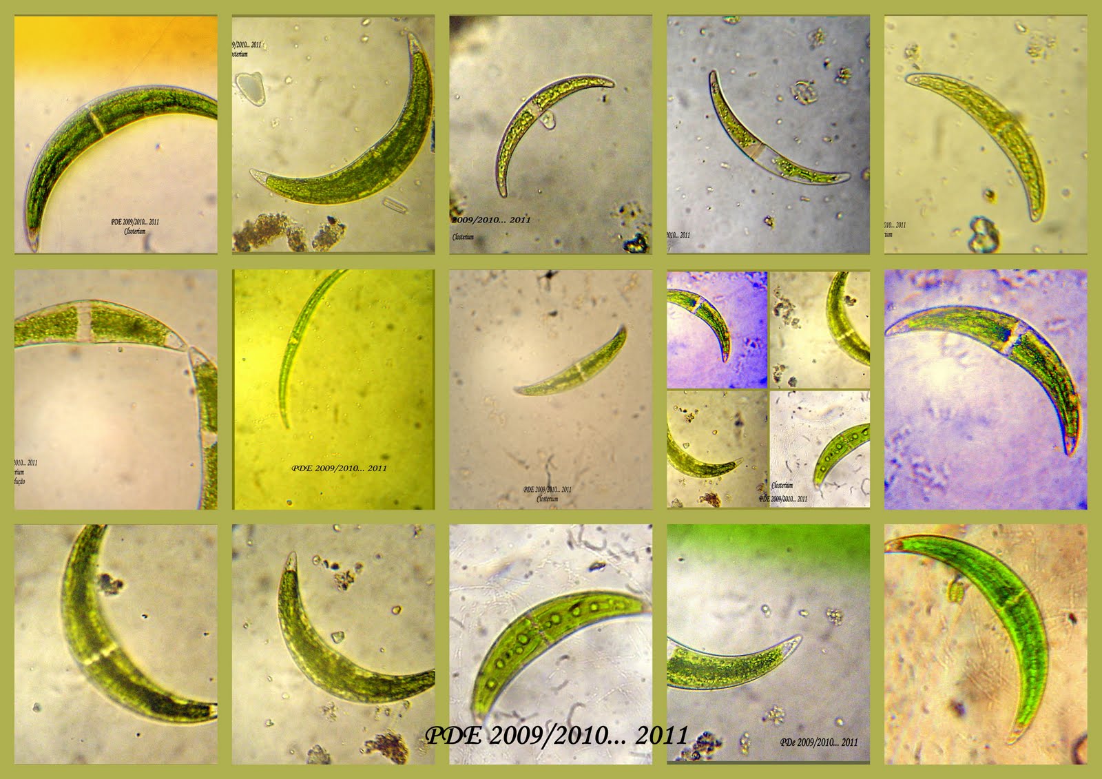 Cultivo de Microalgas em Fotobiorreatores: Cultivos... Microalgas...
