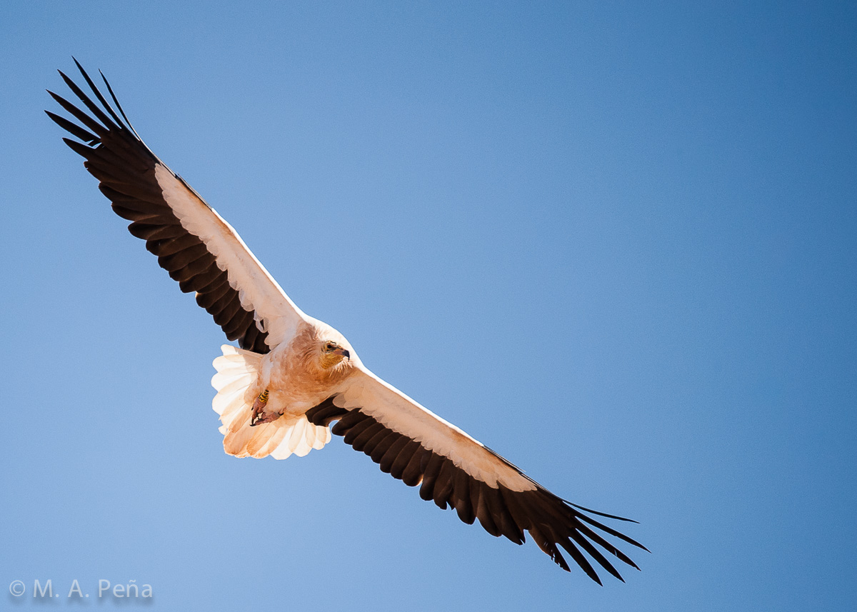 Miguel Angel Peña. Fotos de Naturaleza: El guirre