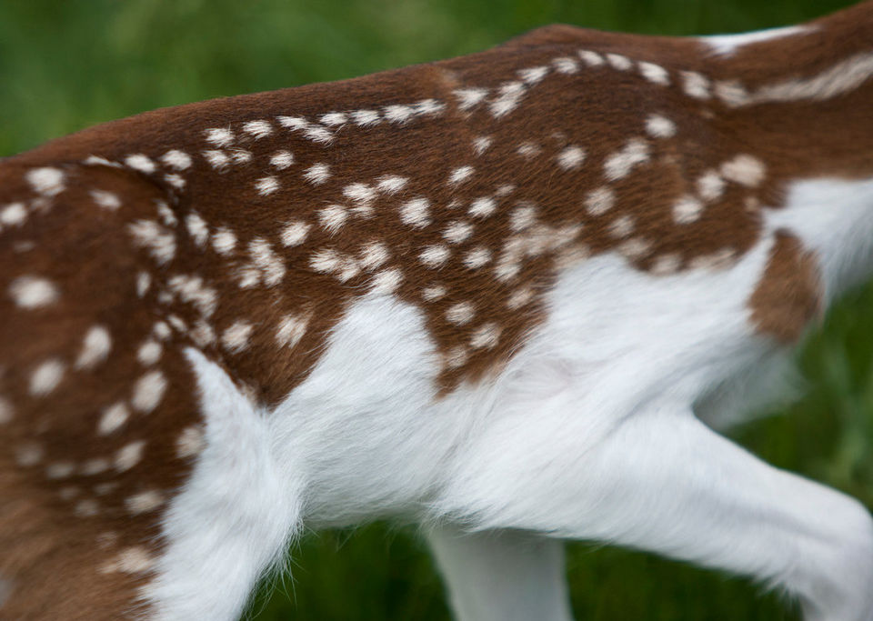 White Wolf : World rarest white-faced fawn, rejected by mother, finds ...