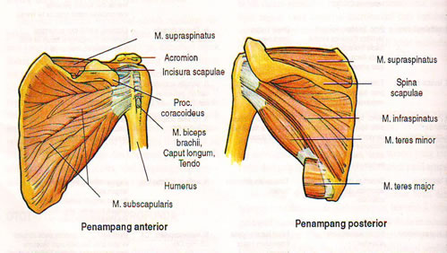 SHOULDER (BAHU) Adalah ... ? Lengkap - Kawan Google