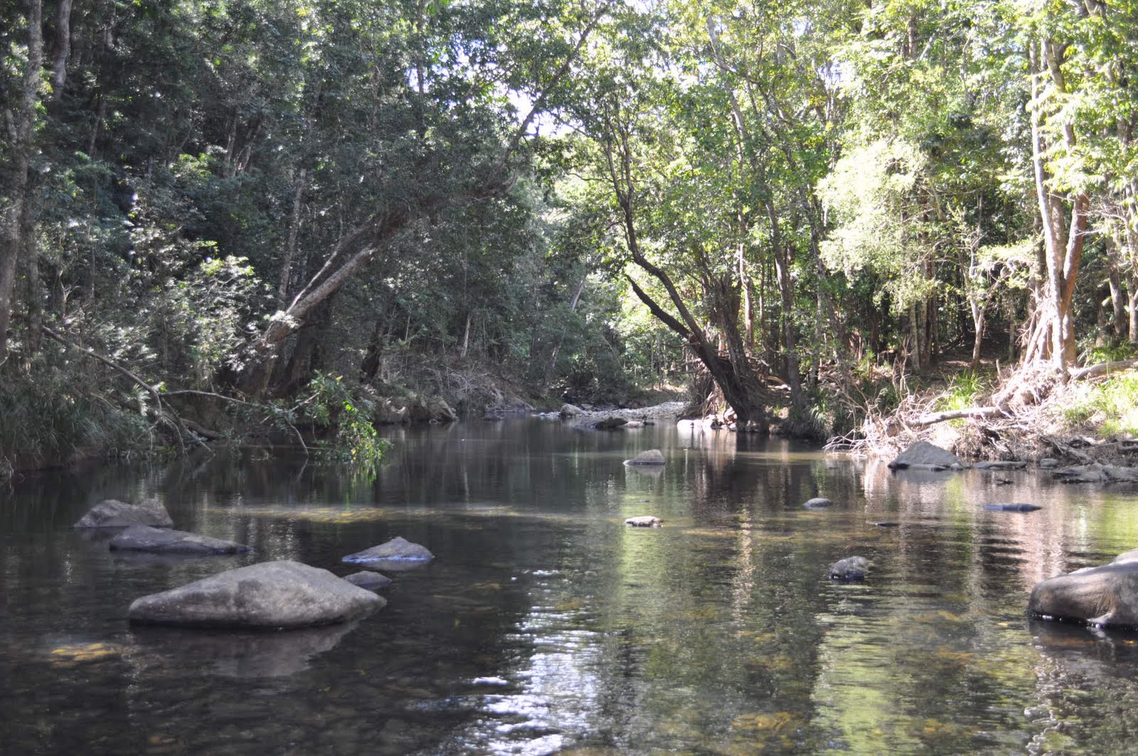 Off to the Daintree: Daintree, Cooktown, via the Bloomfield Track and ...