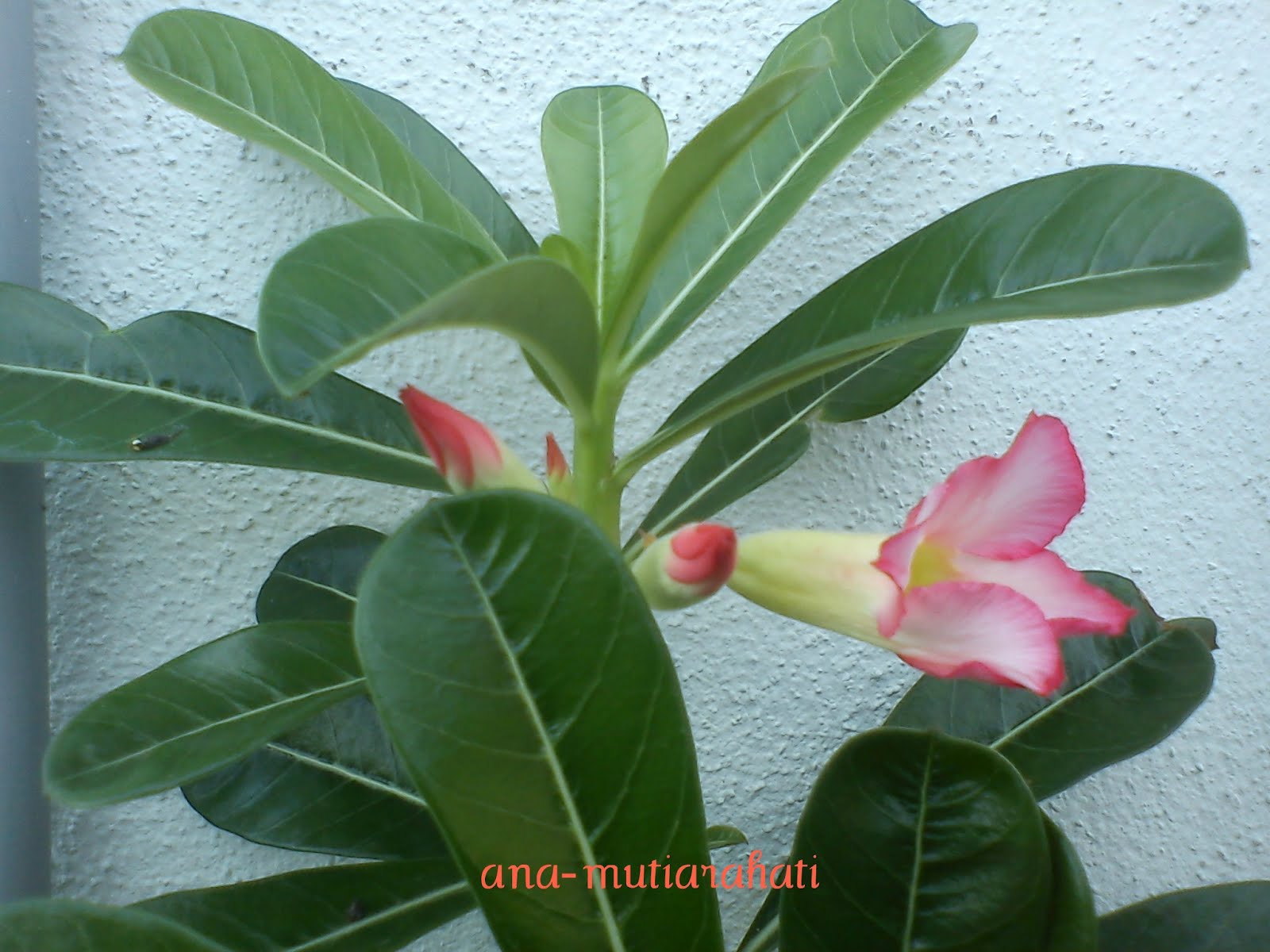 Mutiara Hati: Bunga kemboja merah dan putih