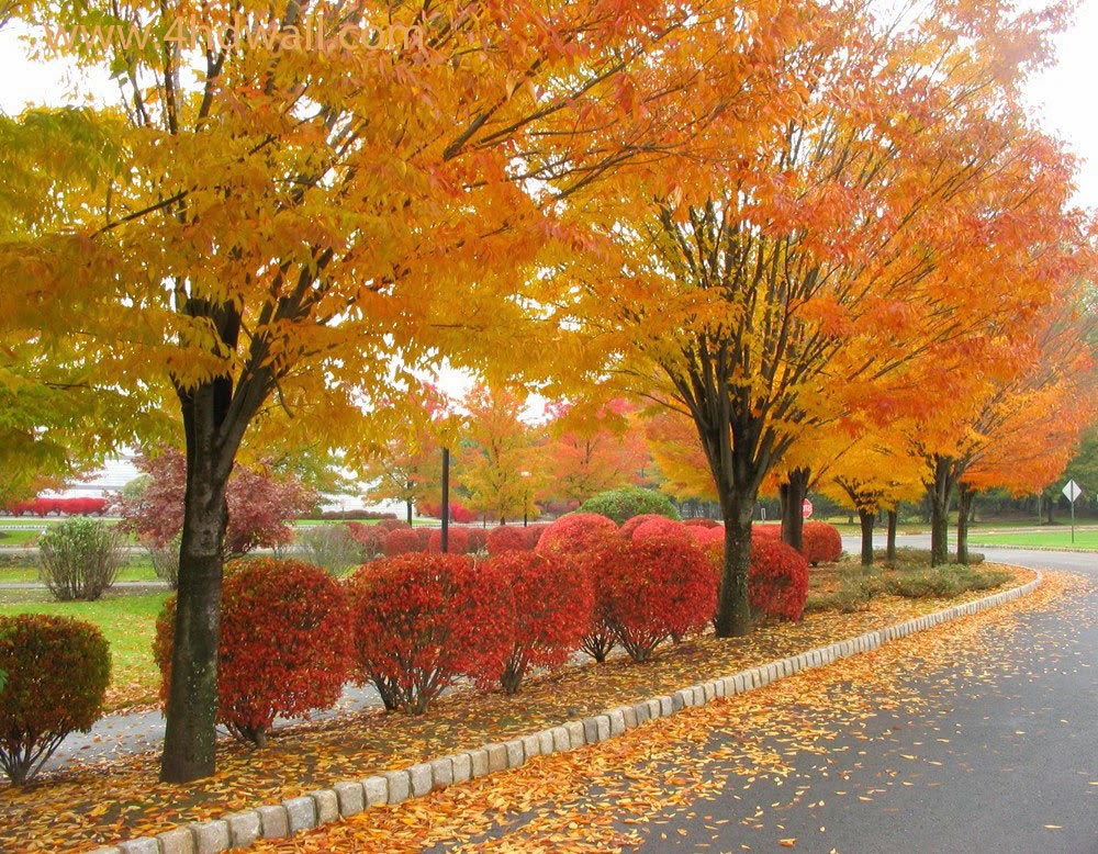 garden: Amazing Admirable Seasonal Wallpapers for Desktop Background