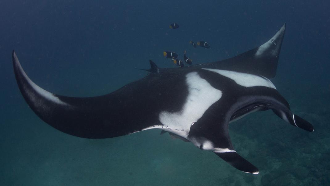Un Mundo en Paz: Las mantarrayas gigantes de los mares ecuatorianos