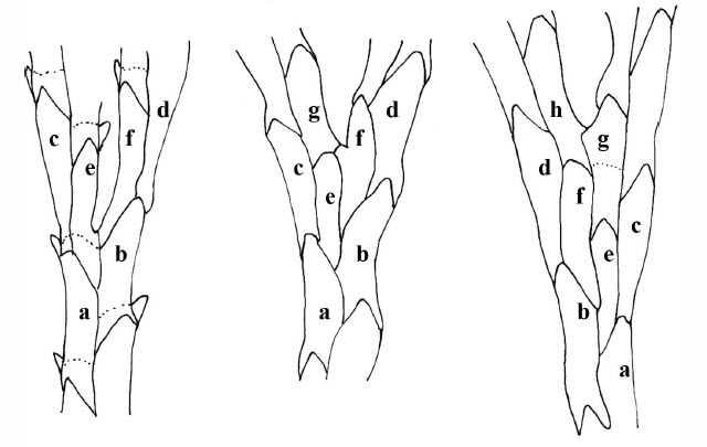 Harbor Watch: MIS Branching Bryozoan