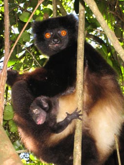 Evolutionary Vertebrate Zoology: May 2012