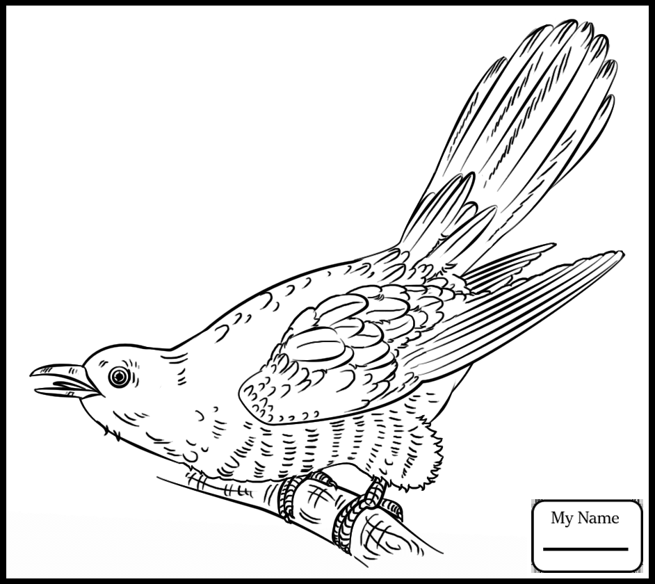 cuckoos coloring pages - jiahajava