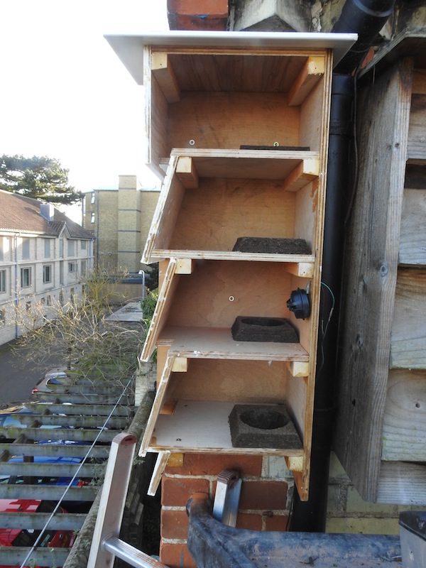Action for Swifts: A New colony box in Magrath Avenue