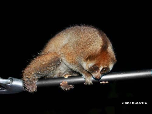 The rainforests of Borneo & Southeast Asia: Slow Loris of Borneo
