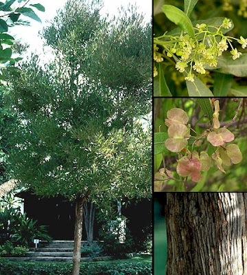 Argentina nativa: Chirca (Dodonaea viscosa)