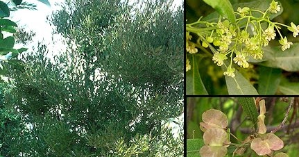 Argentina nativa: Chirca (Dodonaea viscosa)
