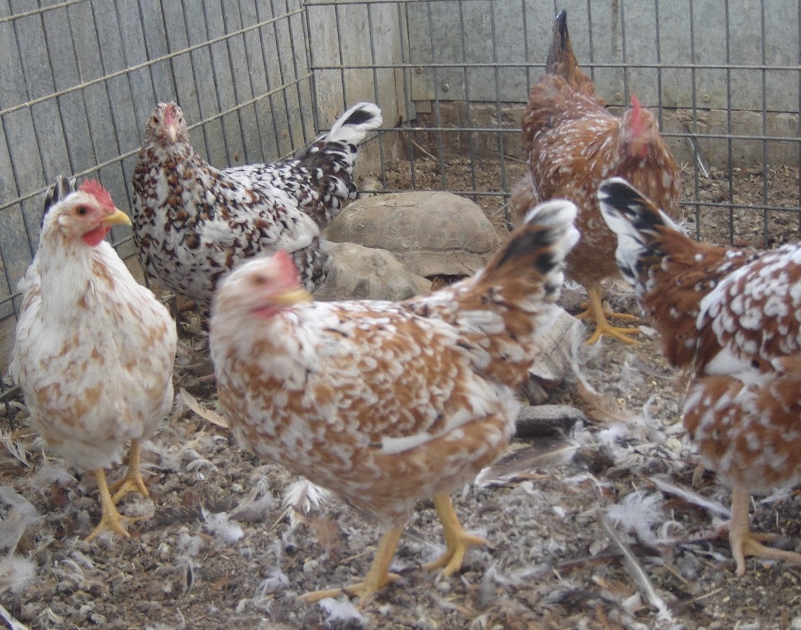 Aloha Chickens: Stephen's 2013 Alohas