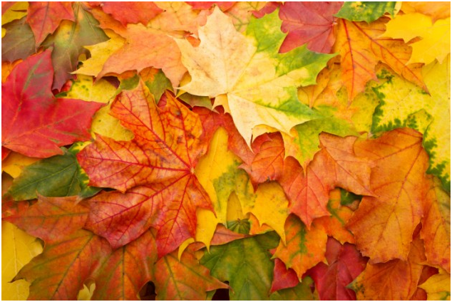 LA GUARIDA DE BAM: Ideas con hojas