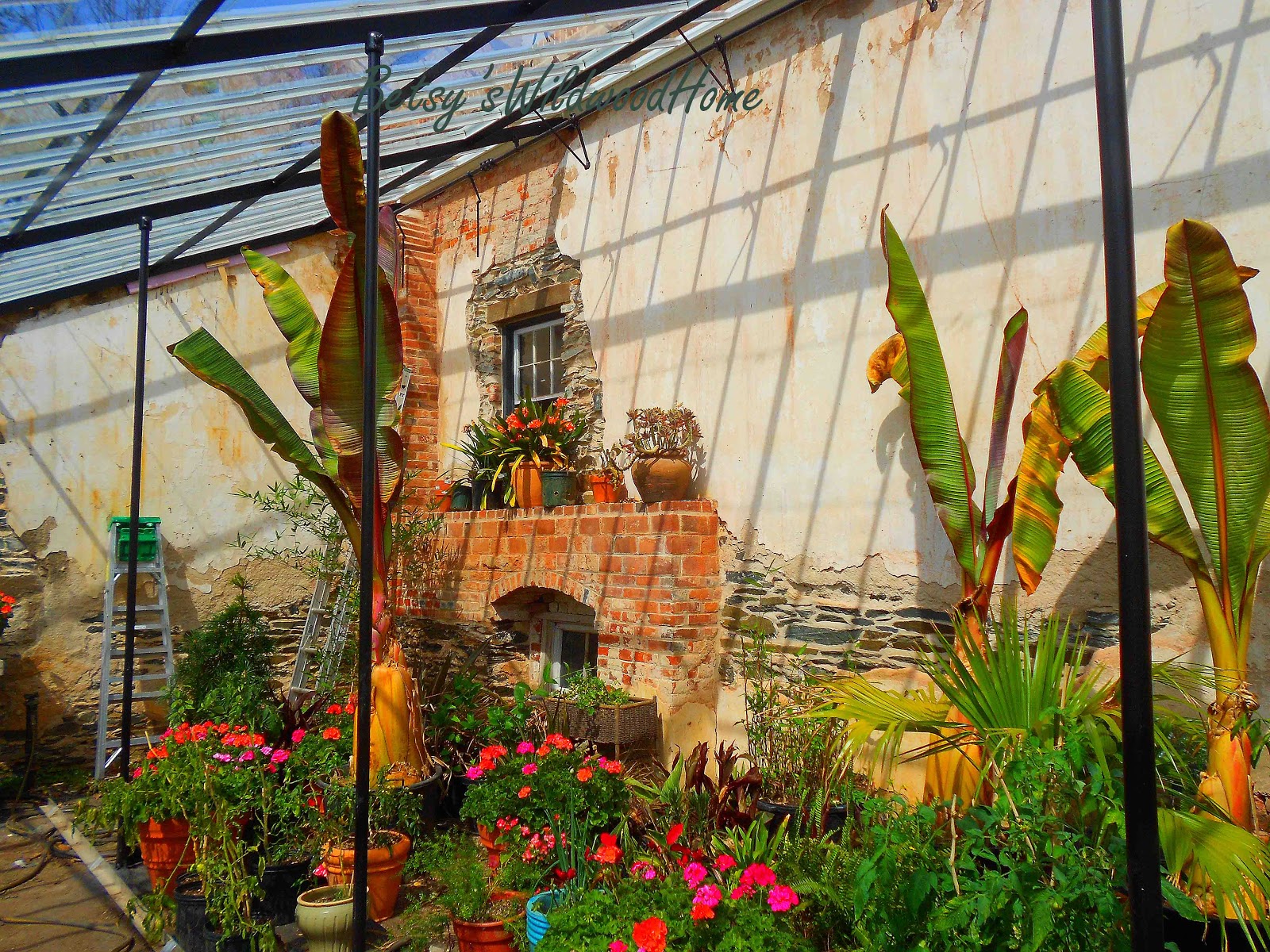 Betsy's Wildwood Home: Oatlands plantation Green house