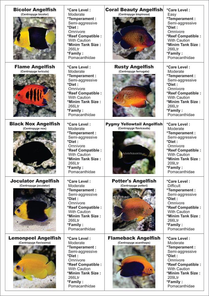 hardy boy: Coral Reef Fish Names