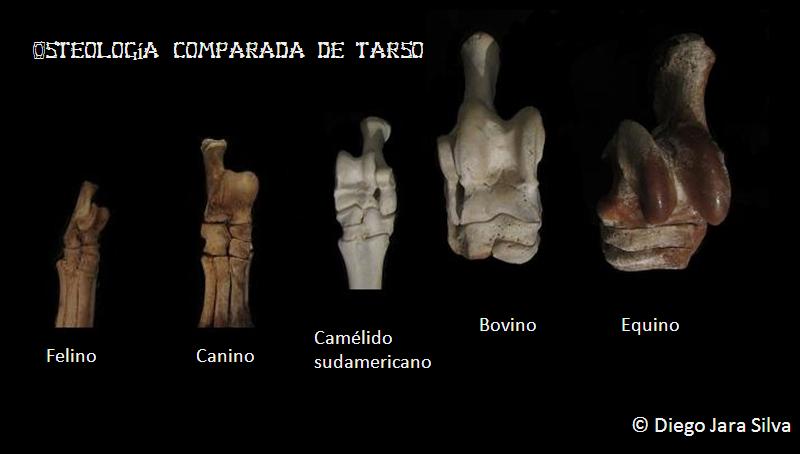 medicina veterinaria: osteologia comparada de tarso
