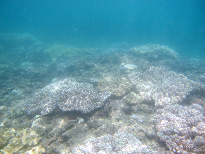 The Sea Polks: Snorkeling Sunabe Seawall