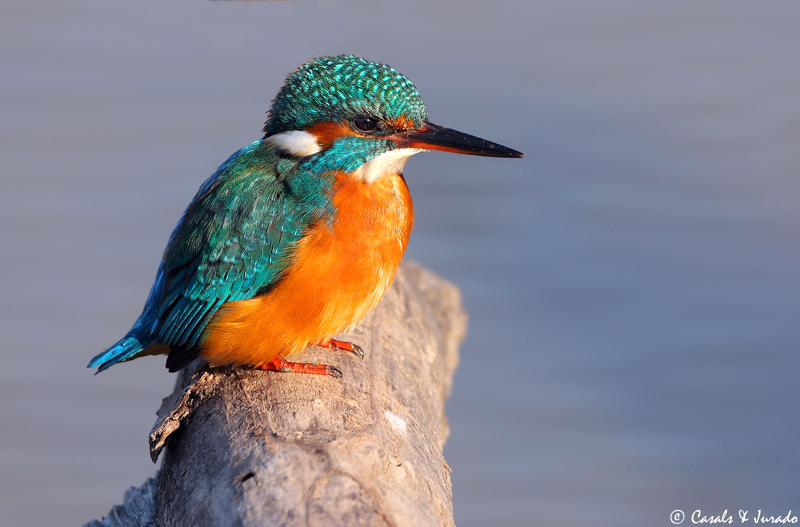 CRÒNIQUES NATURALISTES: ZONES HUMIDES PIRINENQUES