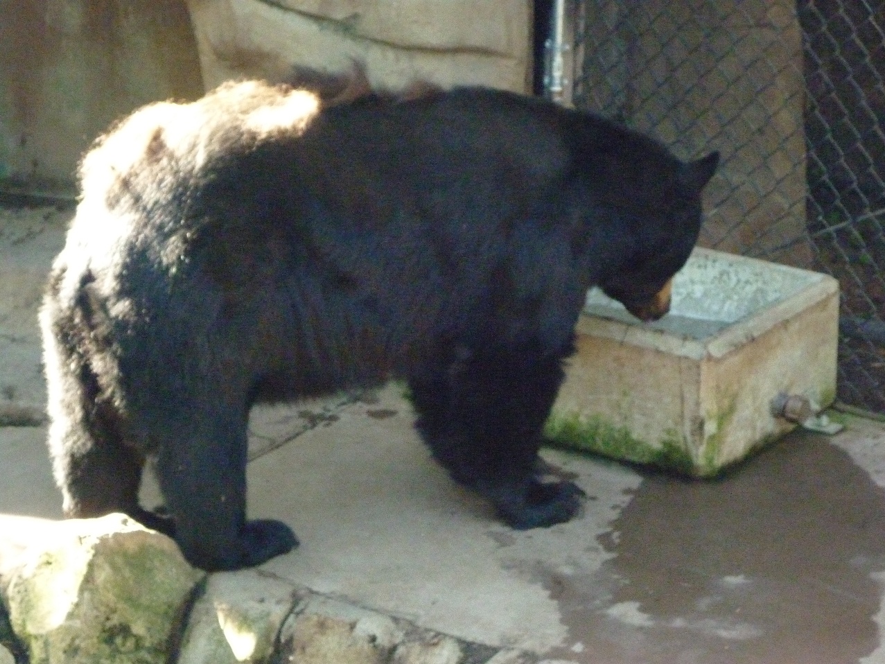 Kolo's world: Mini-Kolo in Portland