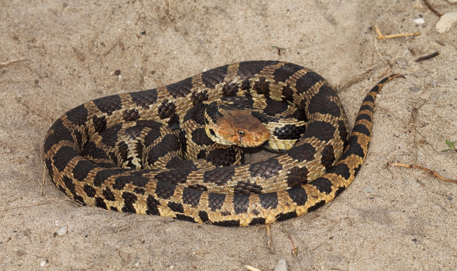 Herping the Hoosier State: A Journey Northward