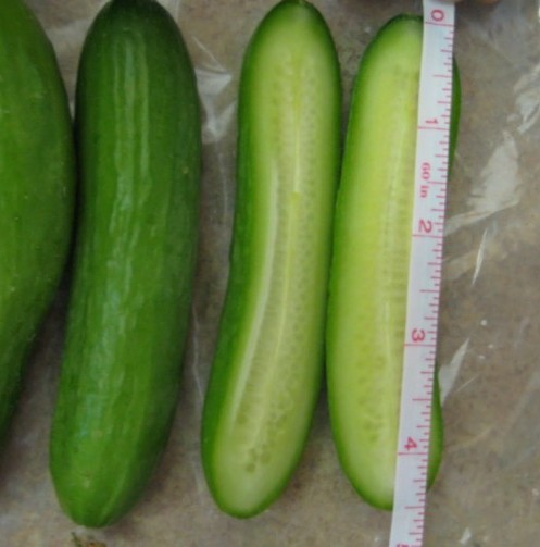 Seeds For Sale Online: VEGETABLES & FRUITS seeds for sale - update SEPT ...