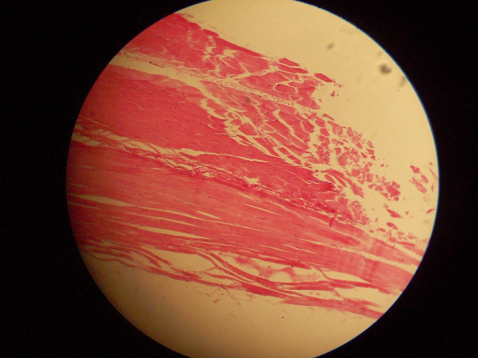 Stud-dent la Facultatea de Medicina Victor Papilian: Histologie - LP