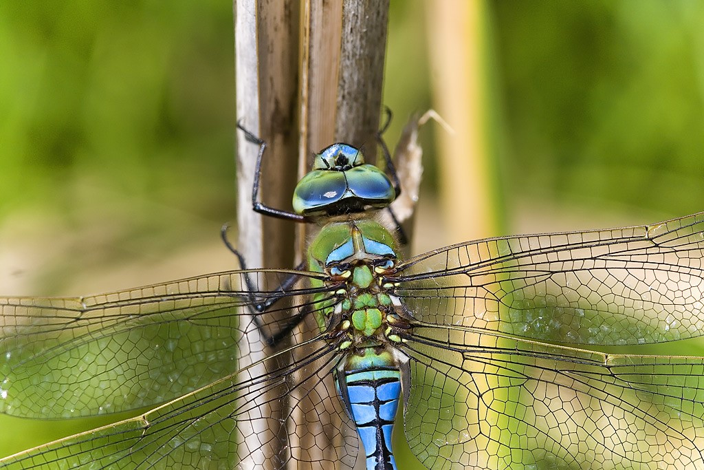 FAUNA-CERCANA: 9 - Algunos INSECTOS terrestres frecuentes en la región ...