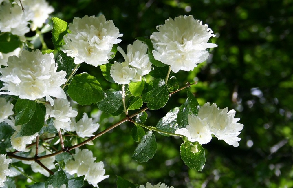 Gambar Bunga Majemuk Dan Bagiannya - Informasi Seputar Tanaman Hias