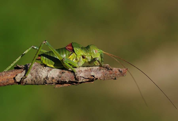 agroactivo - El mas moderno sitio de consulta técnica y comercial para ...