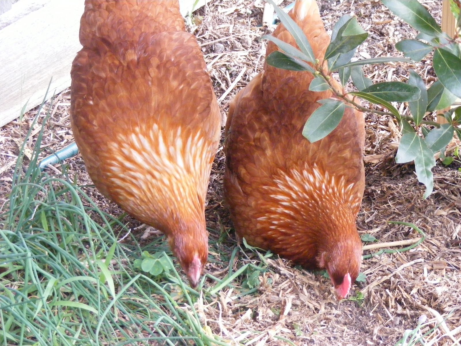 Backyard Self-Sufficiency: 13. All Things Chooky (or How to Build a ...