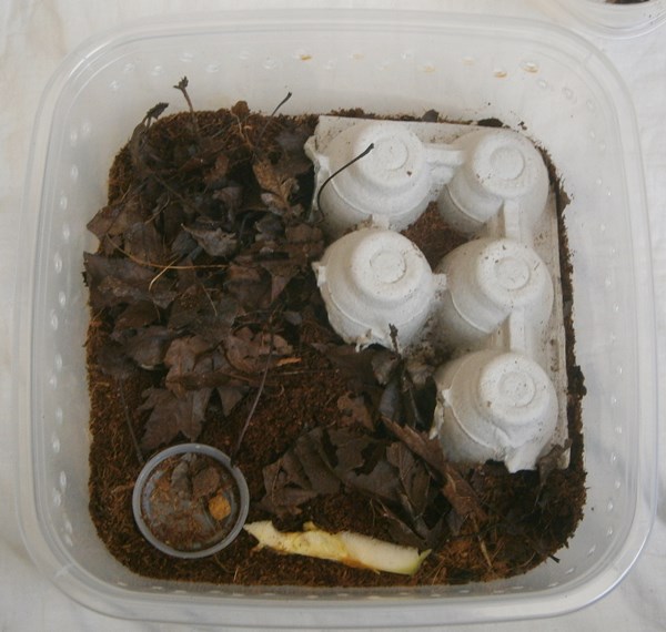 Invertebrate Dude: How I Setup My Cockroach Enclosures