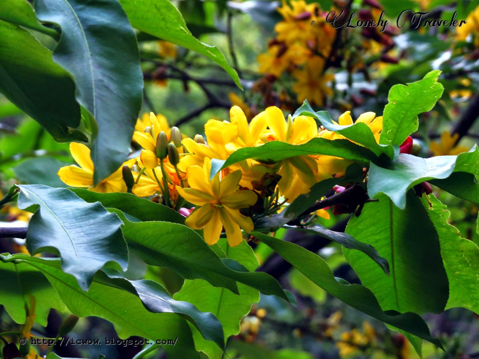 Konok Chapa - Ochna squarrosa