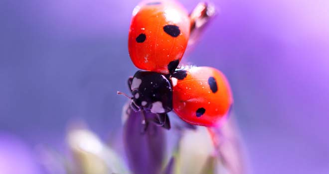 Pictures Of Beauty: 20 Impressive Animal Macro Photography