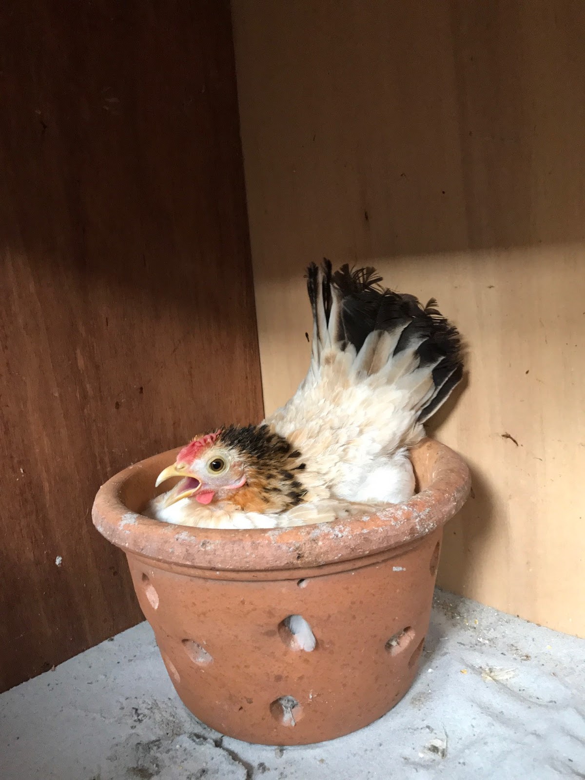 2017's Breeding Pullet — Natural Incubation | Serama Negeri™