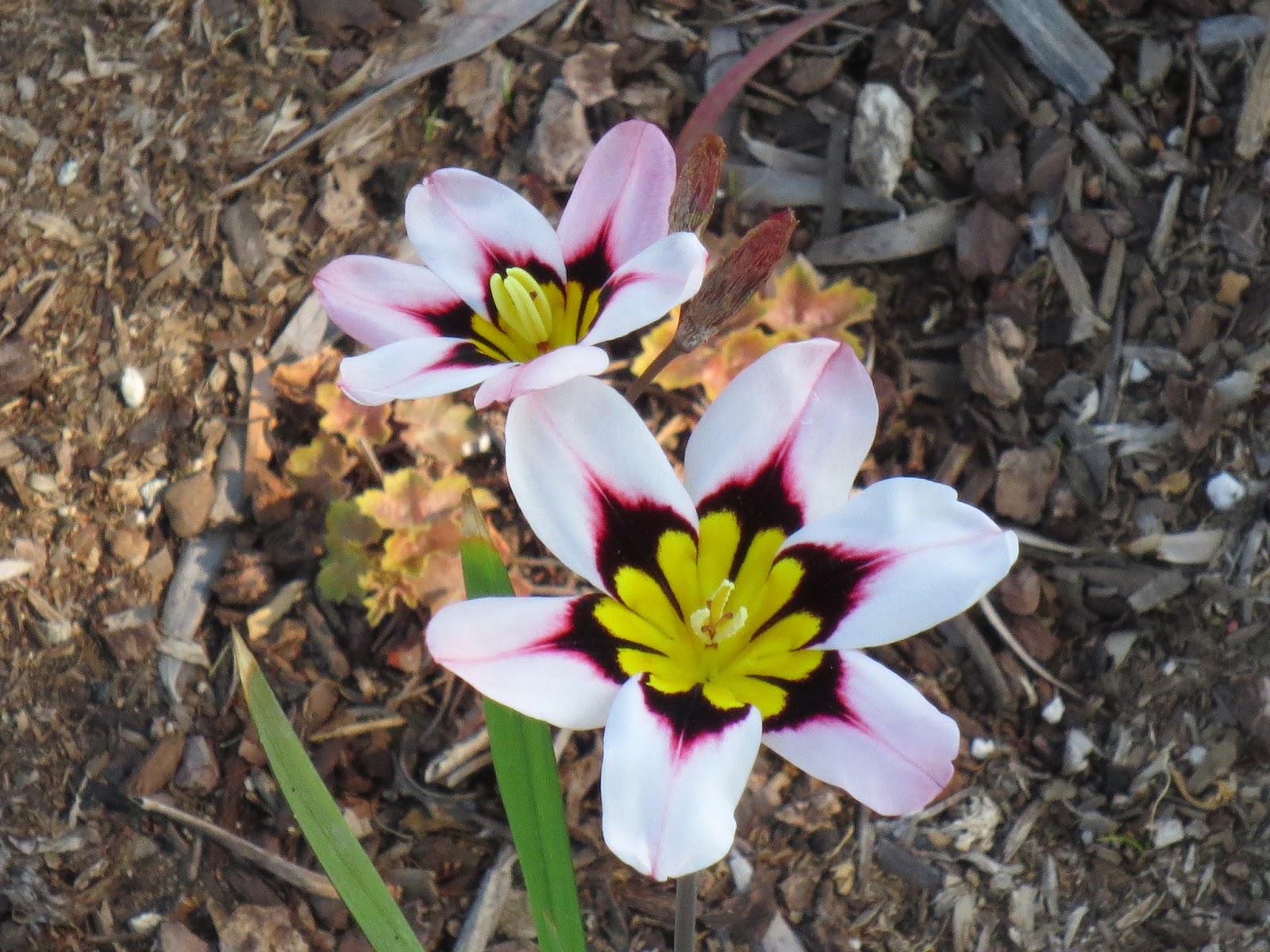 Late to the Garden Party: More Blooms!