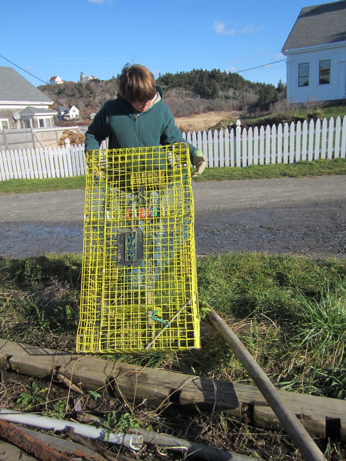Monhegan Madness: Trap Tree Tradition!
