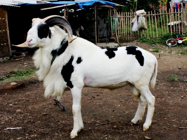 BERBAGI PENGETAHUAN: JENIS-JENIS DOMBA DI DUNIA