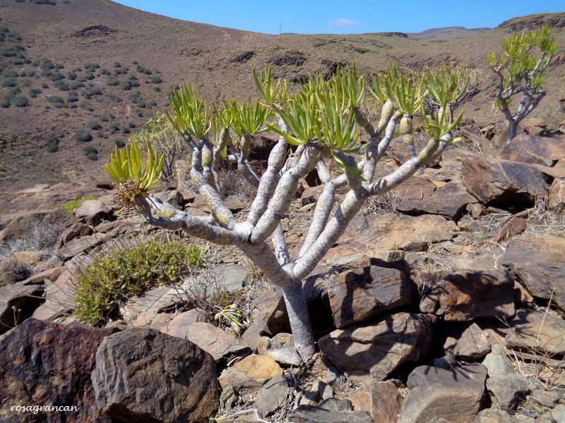Rosa en Gran Canaria: Verode o Verol (Kleinia neriifolia)