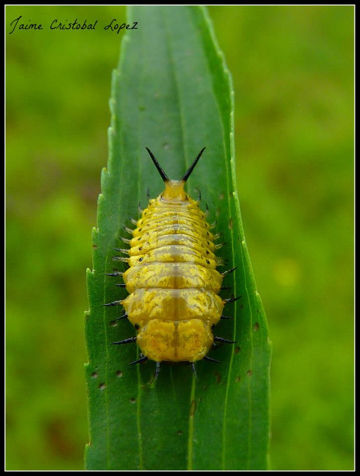 Jaime Ramos Méndez: Insectos de las inmediaciones de Tarecuato en ...