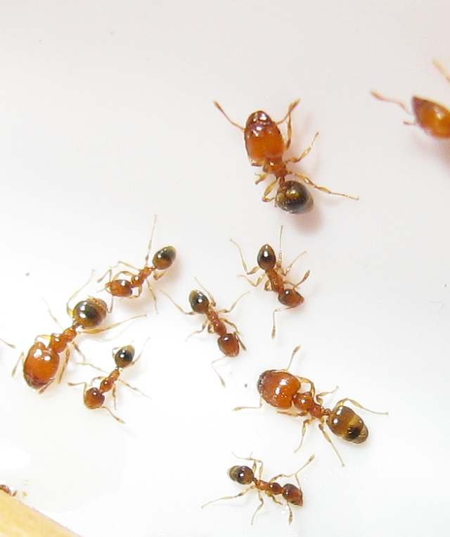Photos and Info on Ants and Termites of Malaysia: Pheidole the Big ...