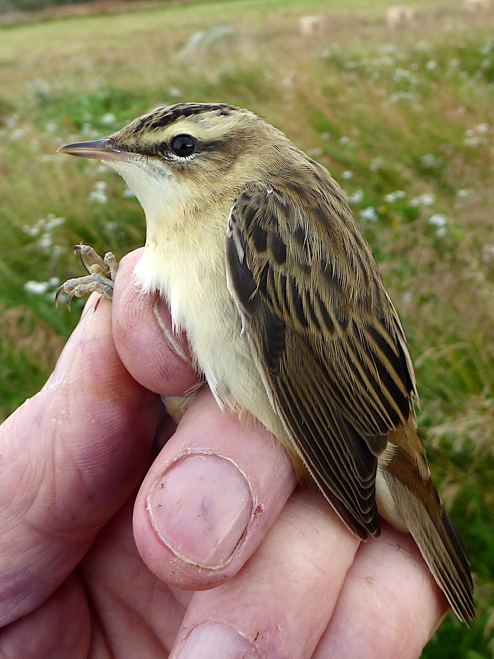 Charlie Sargent's bird ringing: Merlin's magic strikes again, 451 birds
