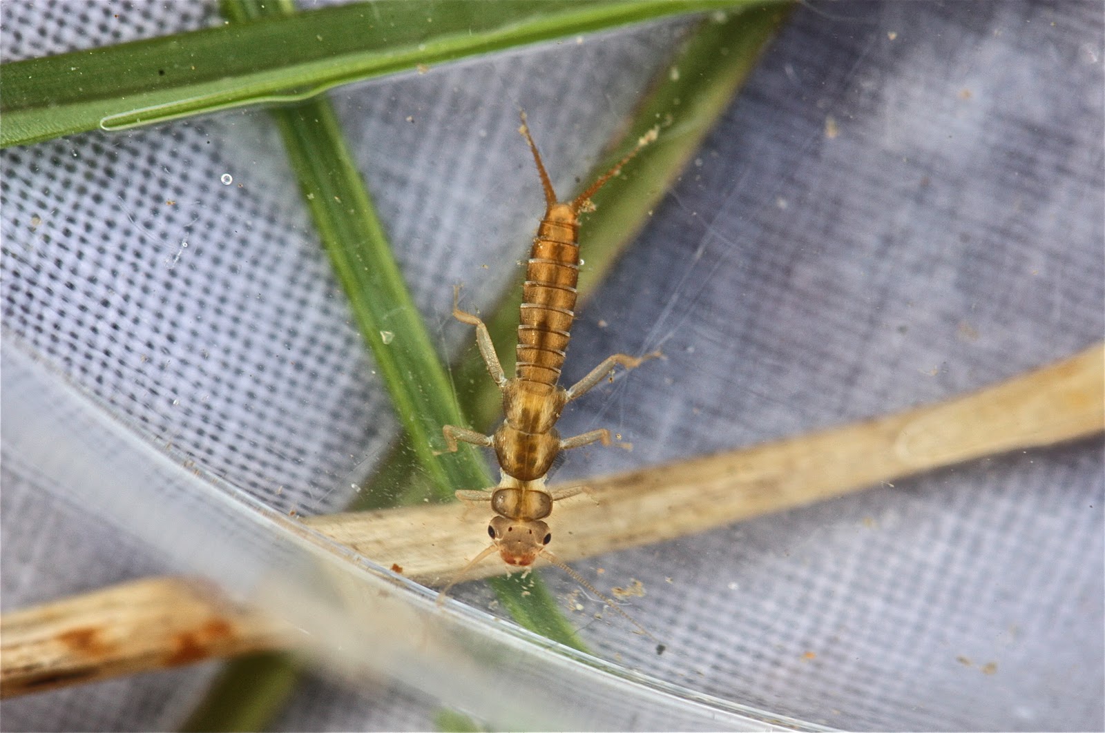 Aquatic Insects of Central Virginia: Where to Begin? A Stream Report on ...