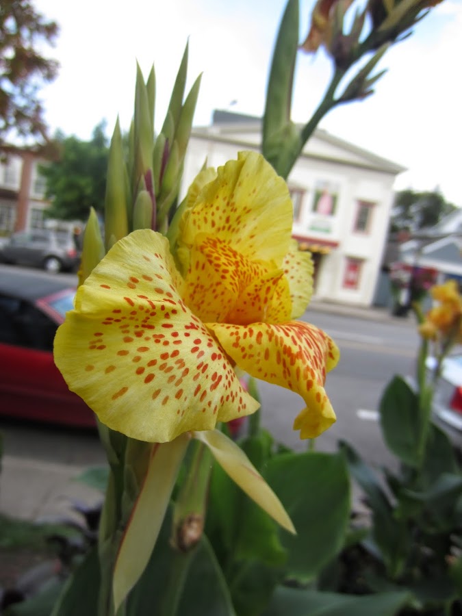 Canna índica o capacho, achira, lengua de dragón... | Plantas