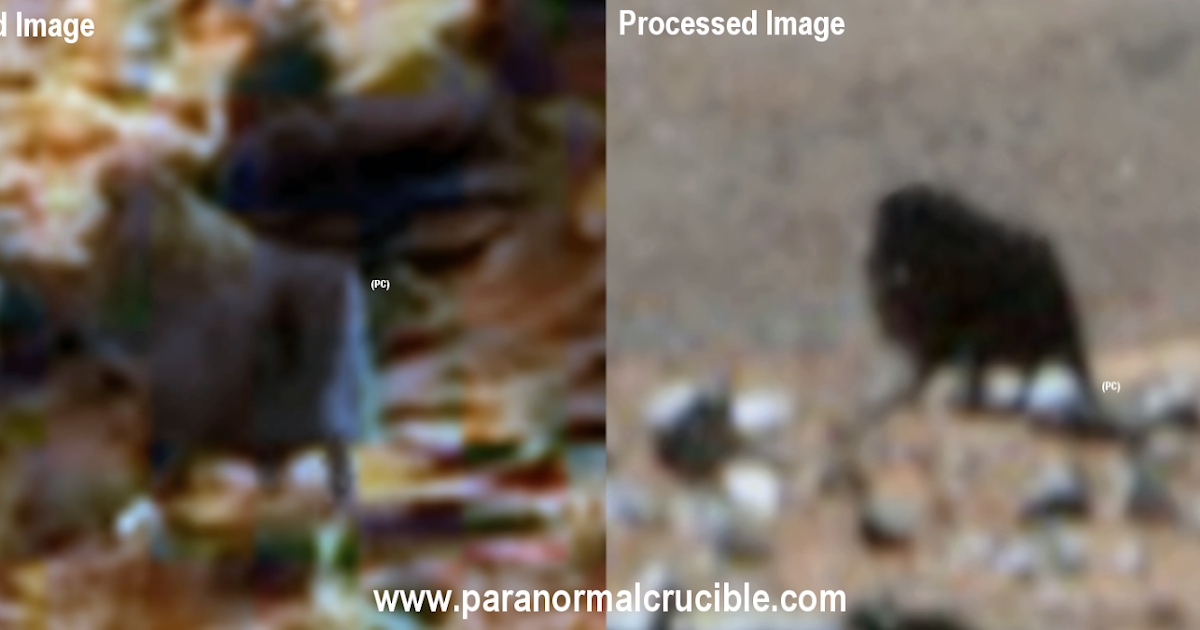 Mysterious Creature Anomaly