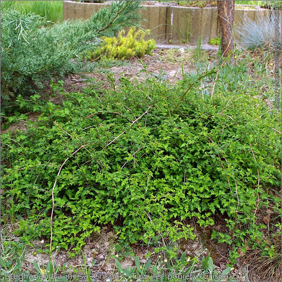 Plant Gallery - Encyklopedia Roślin: Stephanandra incisa 'Crispa ...